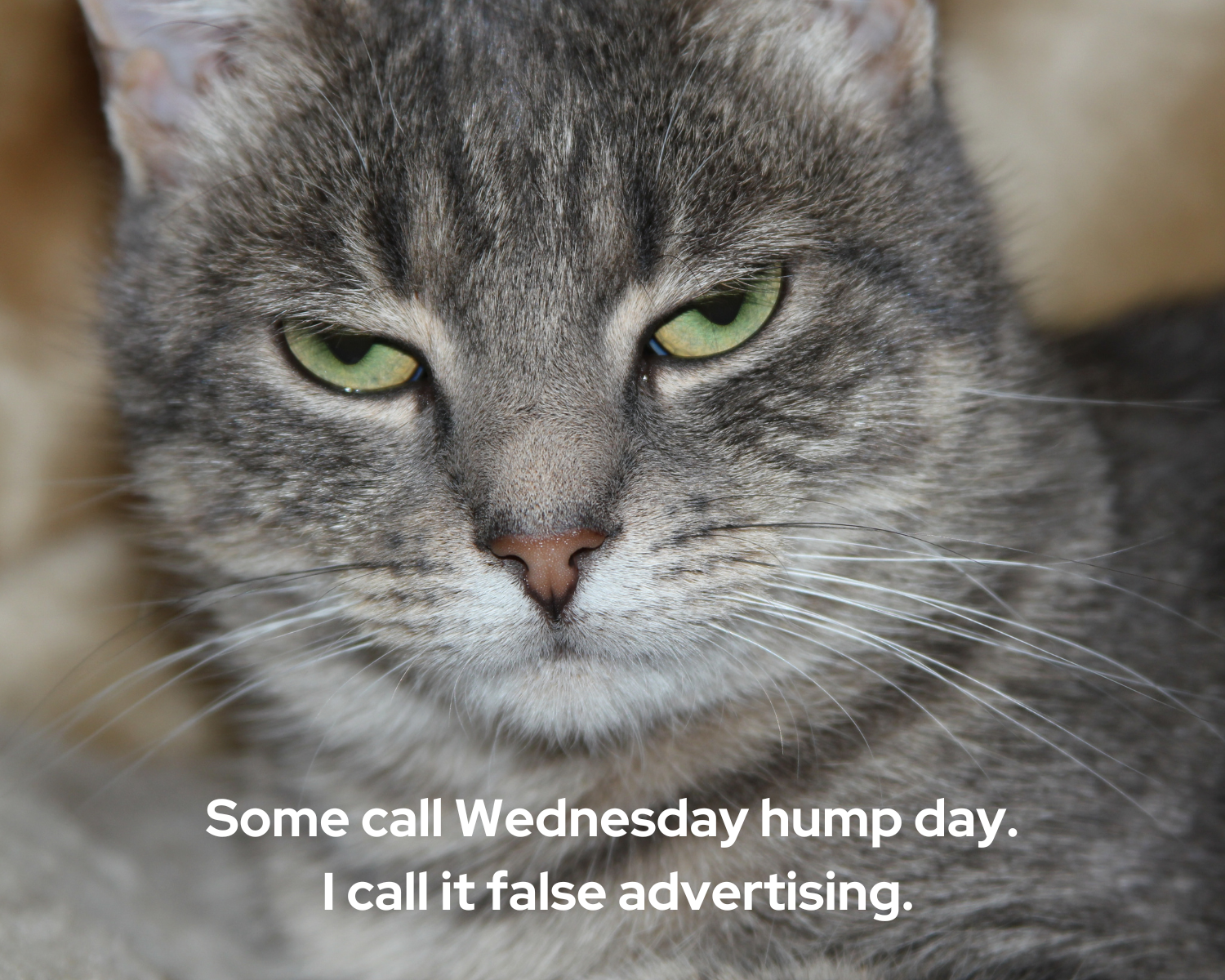14 Best Wednesday Meme to Wash Away Your Midweek Blues